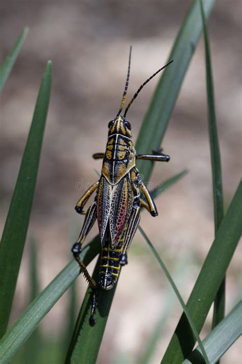Eastern Lobber Grasshopper Portrait In The Wild Stock Image Image Of