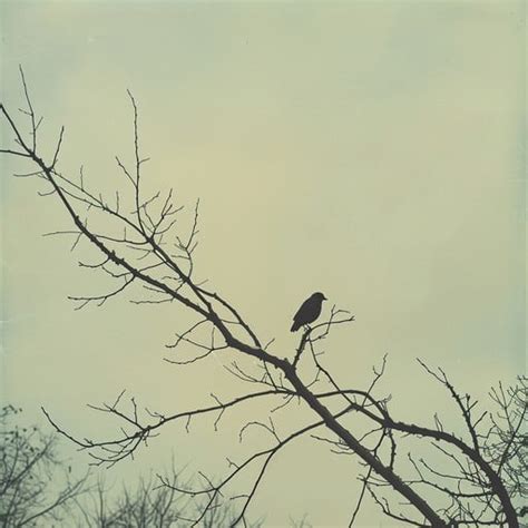 Free Bird On Branch Image Bird Autumn Leaves Download At Stockcake