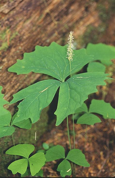 Achlys Triphylla Vanilla Leaf Leontice Triphylla