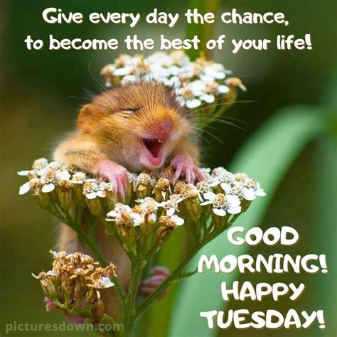 Good Morning Tuesday Funny Image Mouse