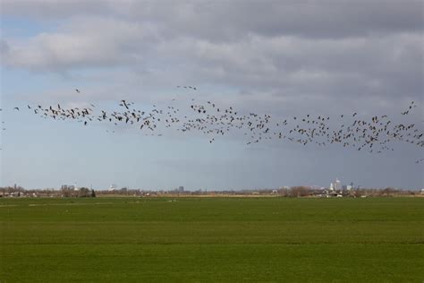 Unprecedented Number Of Bird Flu Cases In Europe This Summer Poultry