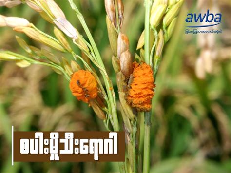 Myanma Awba စပါးမှိုသီးရောဂါ သတိပြုကာကွယ်ပါ 🌾🌾🌾🌾🌾