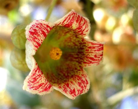 Brachychiton Populneus Tenerife Plants Aquifoliales Dipsacales