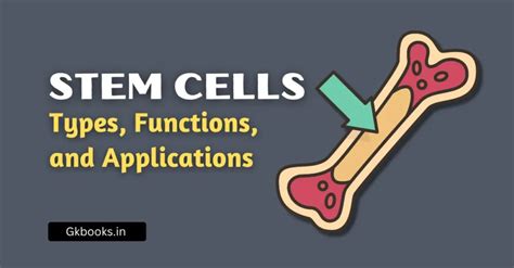 Understanding Stomata Types Diagram Function Gkbooks