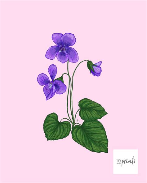 Violet Color Illustration Digital Print By 10 West Prints Flowers