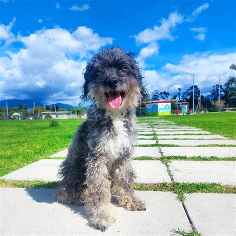 Muñeca La Perrita Que Se Encuentra Desaparecida En Bogotá Desde El