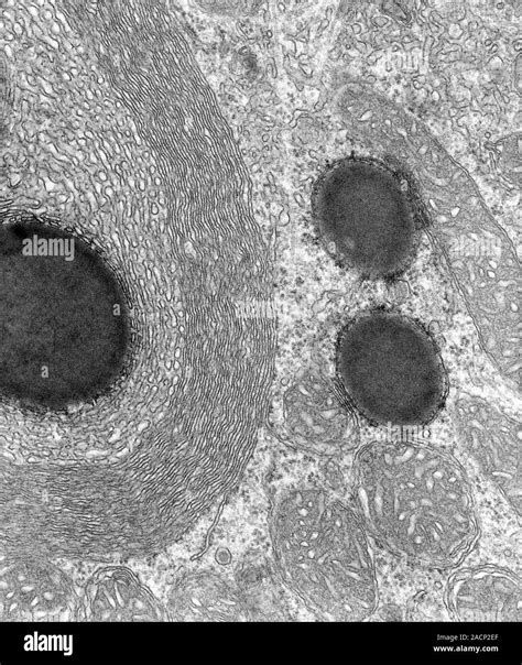 Endoplasmic Reticulum Electron Micrograph Histology Laboratory Manual