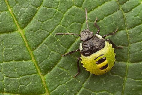 Green Shieldbug Juvenile