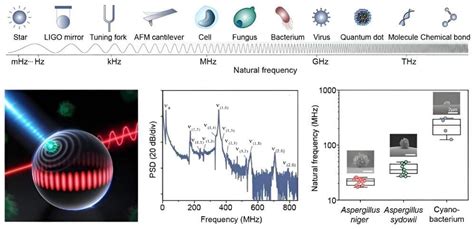 Single Particle Photoacoustic Vibrational Spectroscopy Using Optical