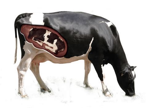 Bimeda Ireland Cattle Boluses Campaign