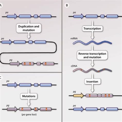 Types Of Pseudogenes A Nonprocessed Pseudogenes Derive From Gene