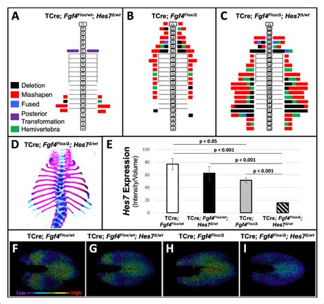 Removal Of One Hes7 Allele Exacerbates Vertebral Defects In Fgf4 Download Scientific Diagram