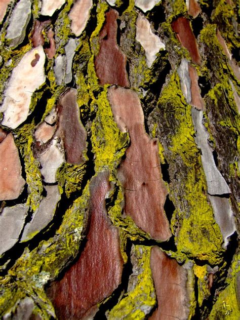 Bark Pattern