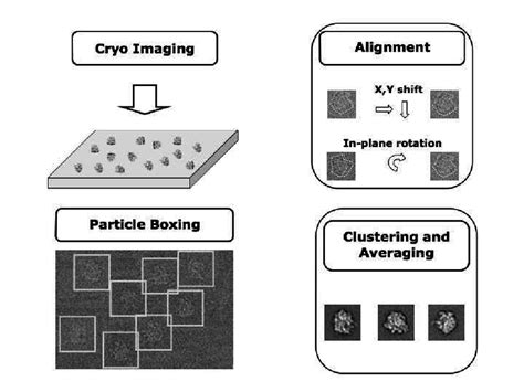 The Flowchart For Cryo Em Analysis Download Scientific Diagram
