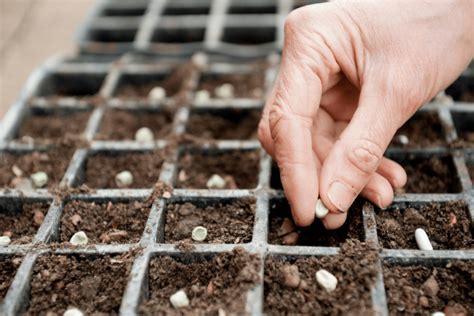 Best Complete Guide To Starting Seeds Indoors How To Start Pioneer