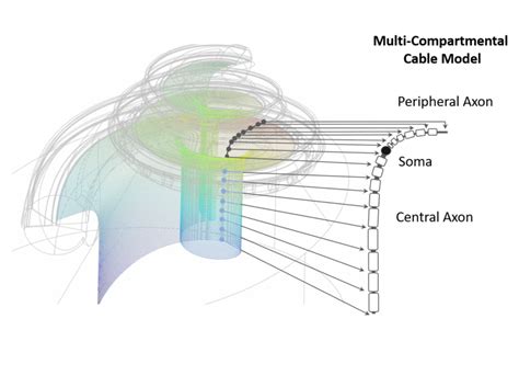 cochlear implants clinical neuroscience