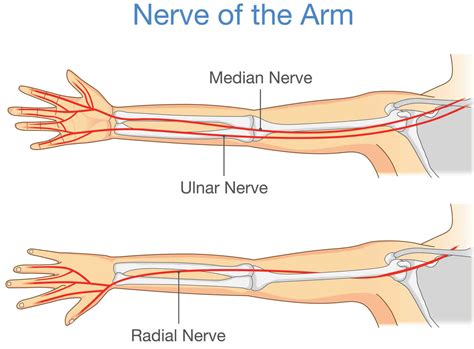 Ulnar Nerve Pathway Ulnar Nerve Location Yjnkg