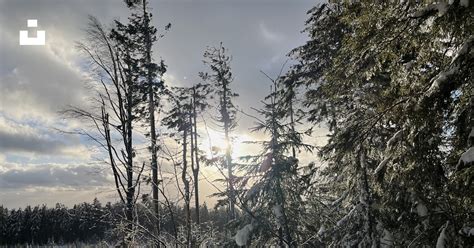 눈 속의 나무 사이로 햇살이 빛나고 있다 사진 Unsplash의 무료 외스터라이히 이미지