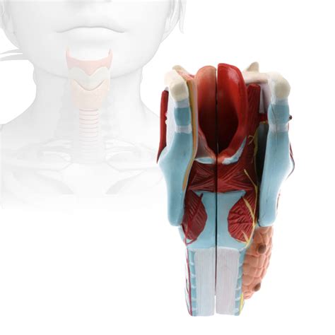Pharynx Anatomy Model