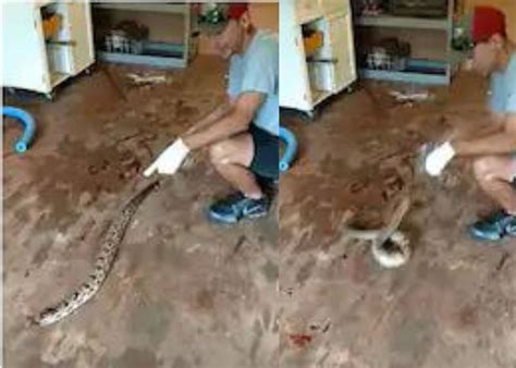 Viral Video Ghastly Headless Snake Attacks Man