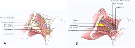 Supraclavicular Nerve
