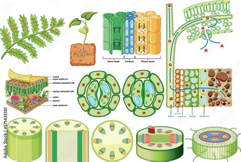 Plant Cohesion Vascular Tissue Xylem And Phloem Stock Vector Adobe