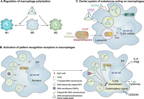 Macrophage Targeting Dna Nanomaterials Ijn