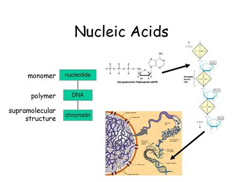Introduction To Biochemistry Ppt Download