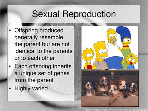 Ppt The Cellular Basis Of Reproduction And Inheritance Powerpoint