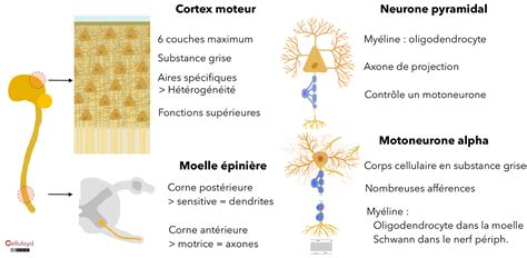 Système Pyramidal Le Système Pyramidal Met En Celluloyd