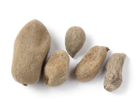 Gallnut Extract สารสกัดจาก Galla Chinensis แทนนิน ชนิดผง 25 กก