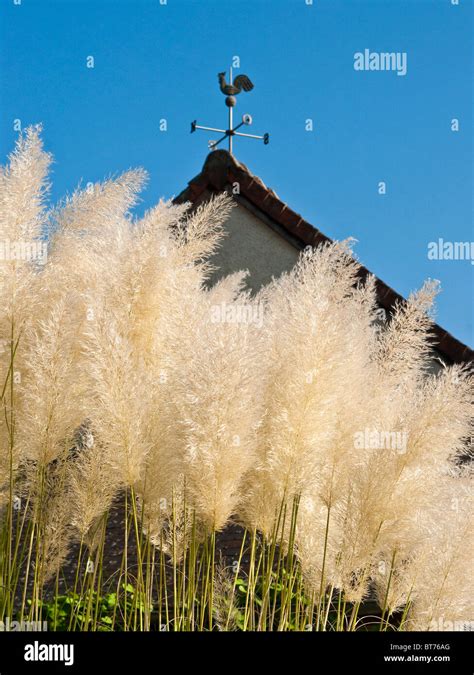 Pampas Grass In Garden Of Private House Sud Touraine France Stock