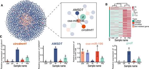 CeRNA Crosstalk Mediated By NcRNAs Is A Novel Regulatory Mechanism In Fish Sex Determination And