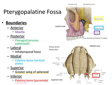 Pterygopalatine Fossa Flashcards Quizlet