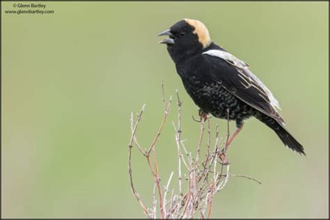 Bobolink Focusing On Wildlife Bobolink Focusing On Wildlife