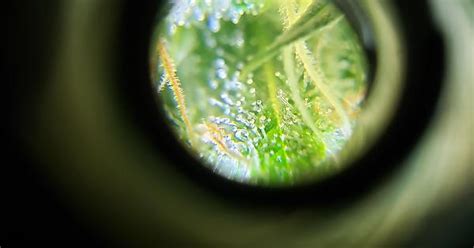 Got A Jewelers Loop For My Phone Much Easier Than A Microscope For