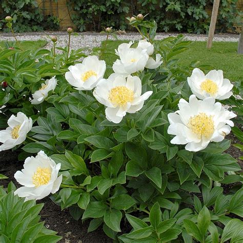 Jan Van Leeuwen Peony Paeonia American Meadows