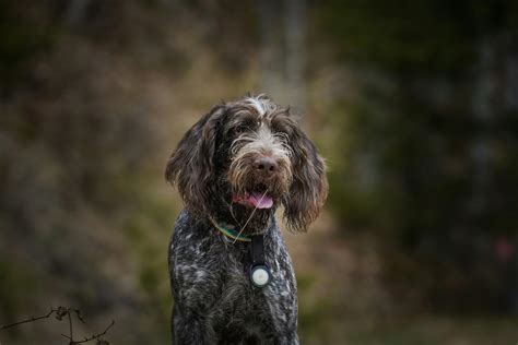 Wirehaired Terrier Ownership Expert Care And Training Tips