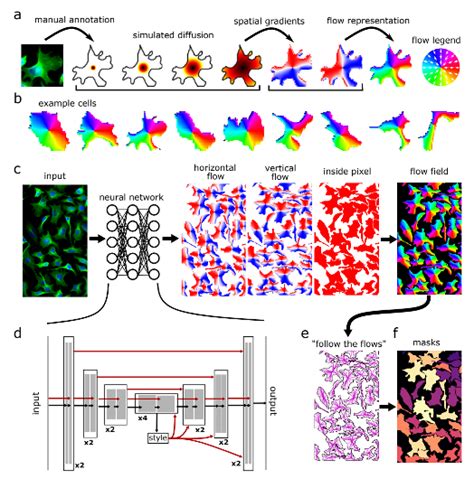 applying cellpose models in arivis vision4d 3 4 0 to 4 1 0