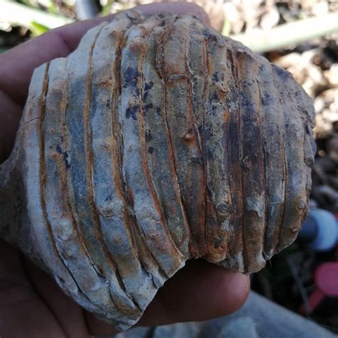 need help identifying a devonian fossil fossil id the fossil forum