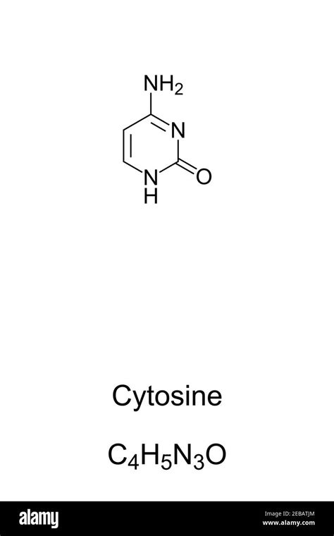 Cytosine Nucleotide Structure