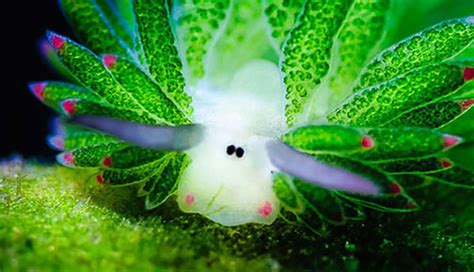 Sheep Of The Sea Are Cutest Slugs Weve Ever Seen The Dodo