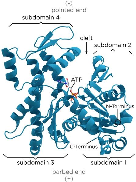 What Is The Difference Between G Actin And F Actin Pediaacom