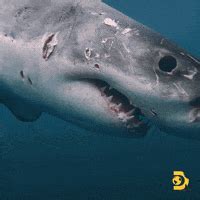 Shark Week S On Giphy Be Animated
