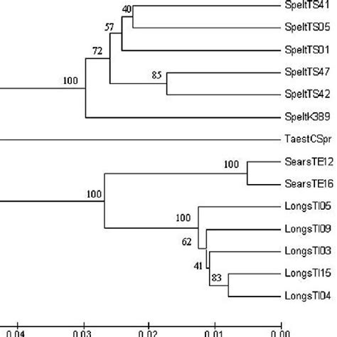 Dendrogram Of 13 Aegilops Spp Accessions From The Sitopsis Section And