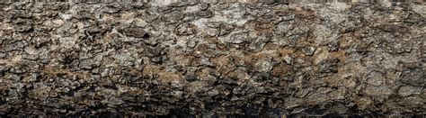 Tree Texture Bark Background 43283373 Stock Photo At Vecteezy