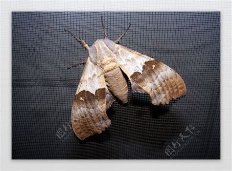 飞蛾图片素材 编号14383156 图行天下
