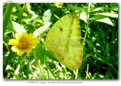 Phoebis A Agarithe Live Adults Page 1