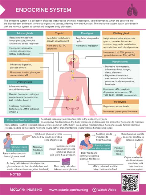 Nursing Cs Endocrine System Pdf Endocrine System Hormone