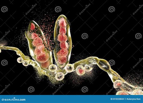Tinea Pedis Microscope